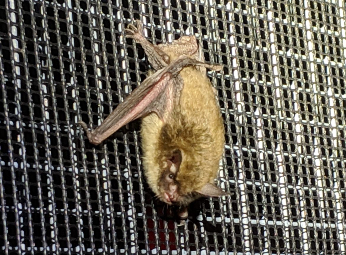 Home - Bat Conservation & Rescue of Virginia