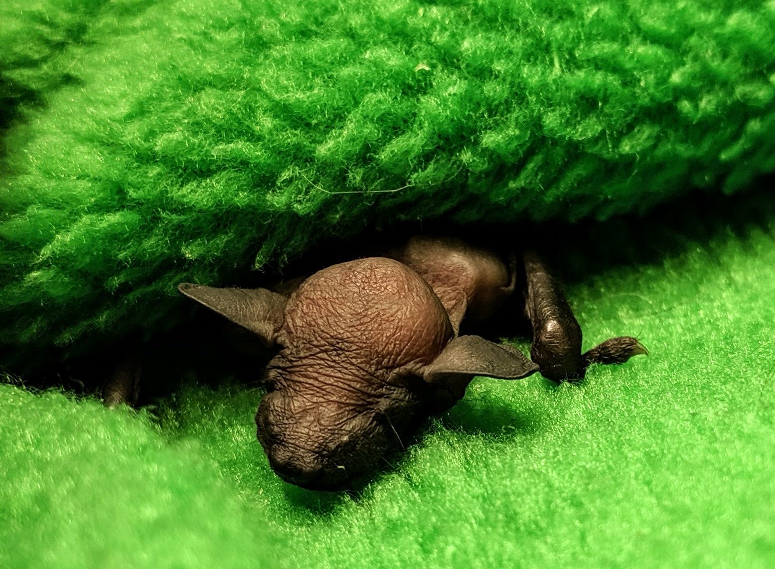 Home - Bat Conservation & Rescue of Virginia