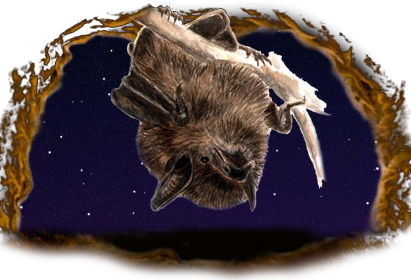Home - Bat Conservation & Rescue of Virginia